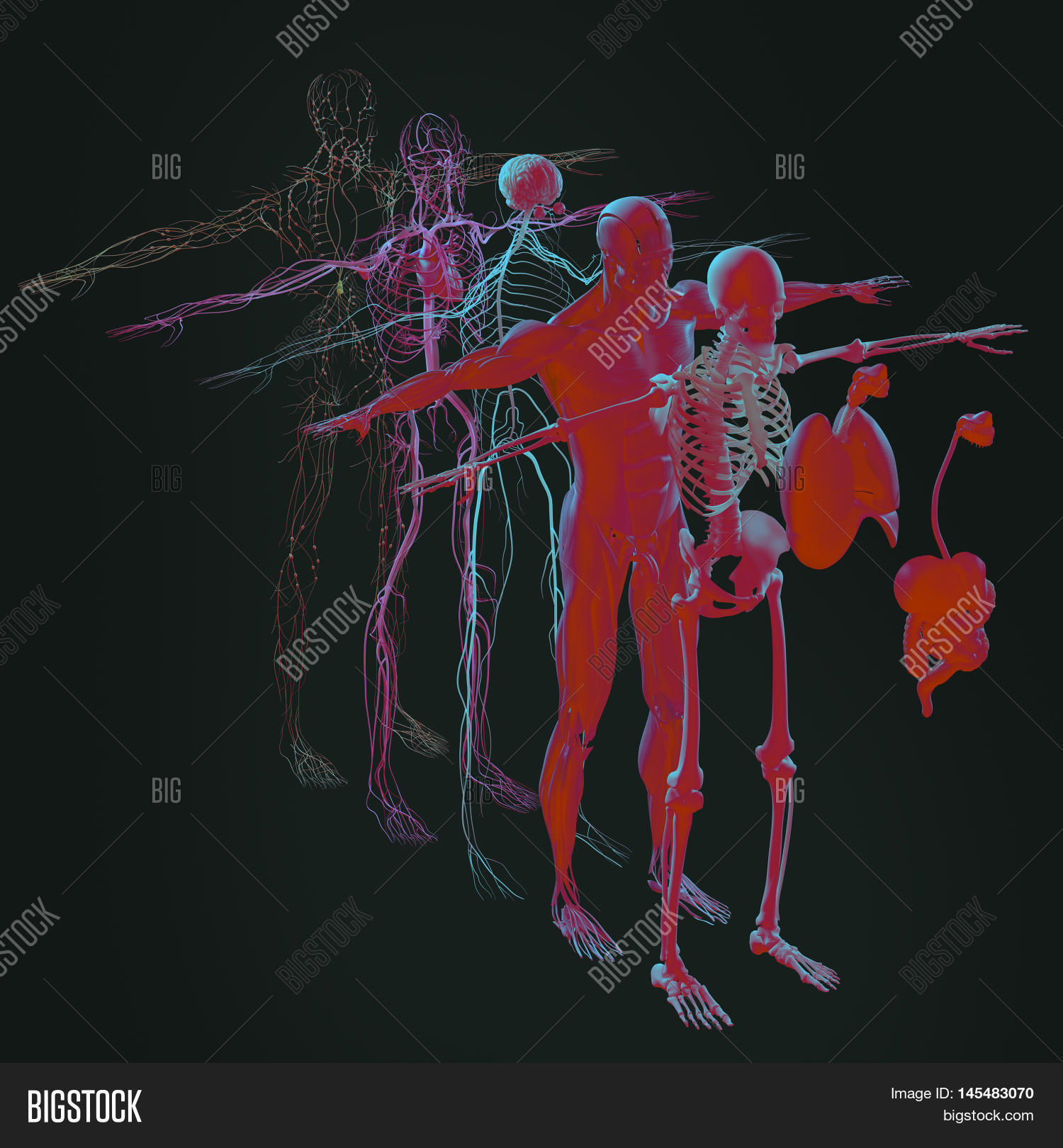 Human Anatomy Exploded Image & Photo (Free Trial) | Bigstock