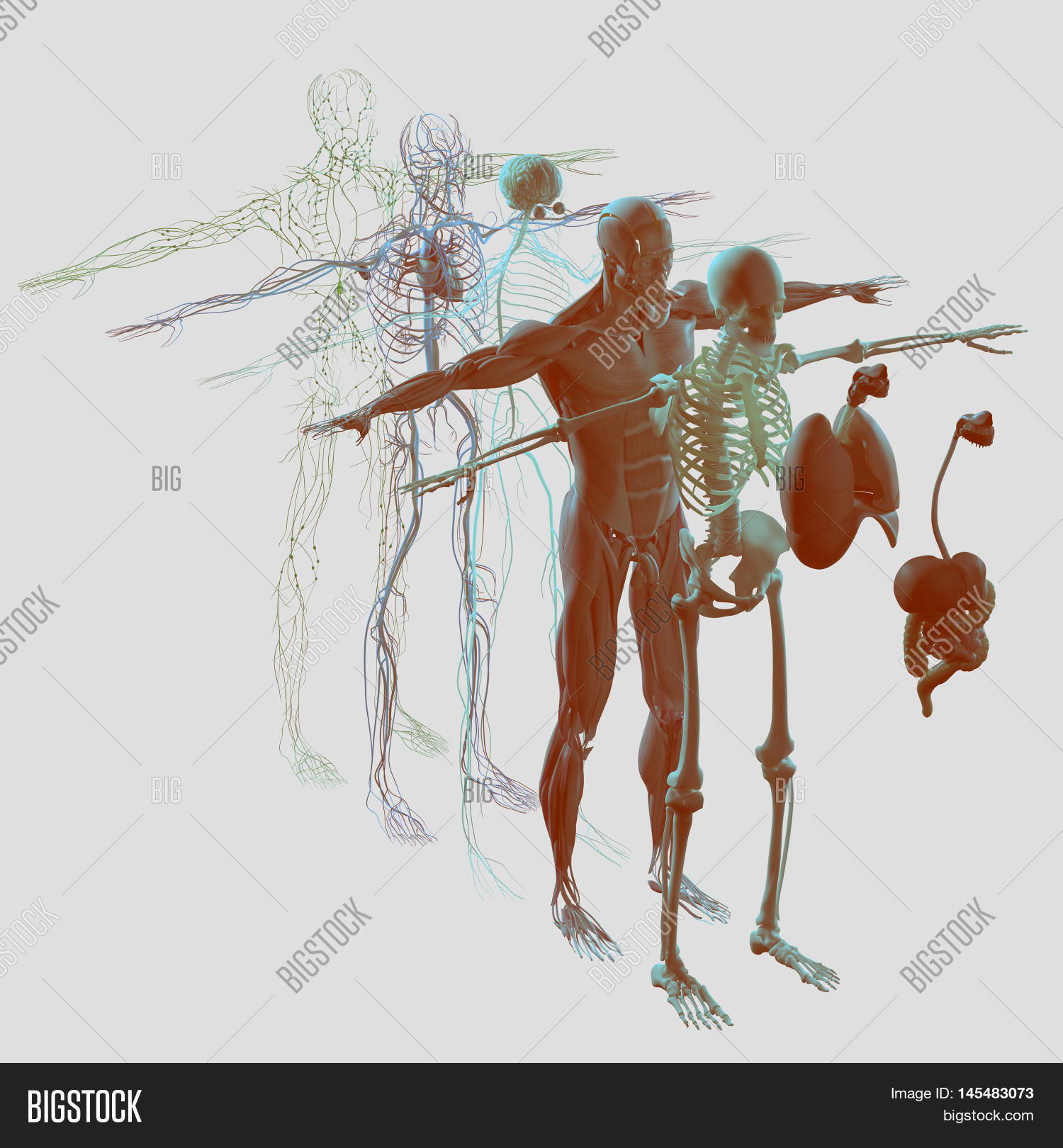 Human Anatomy Exploded Image & Photo (Free Trial) | Bigstock