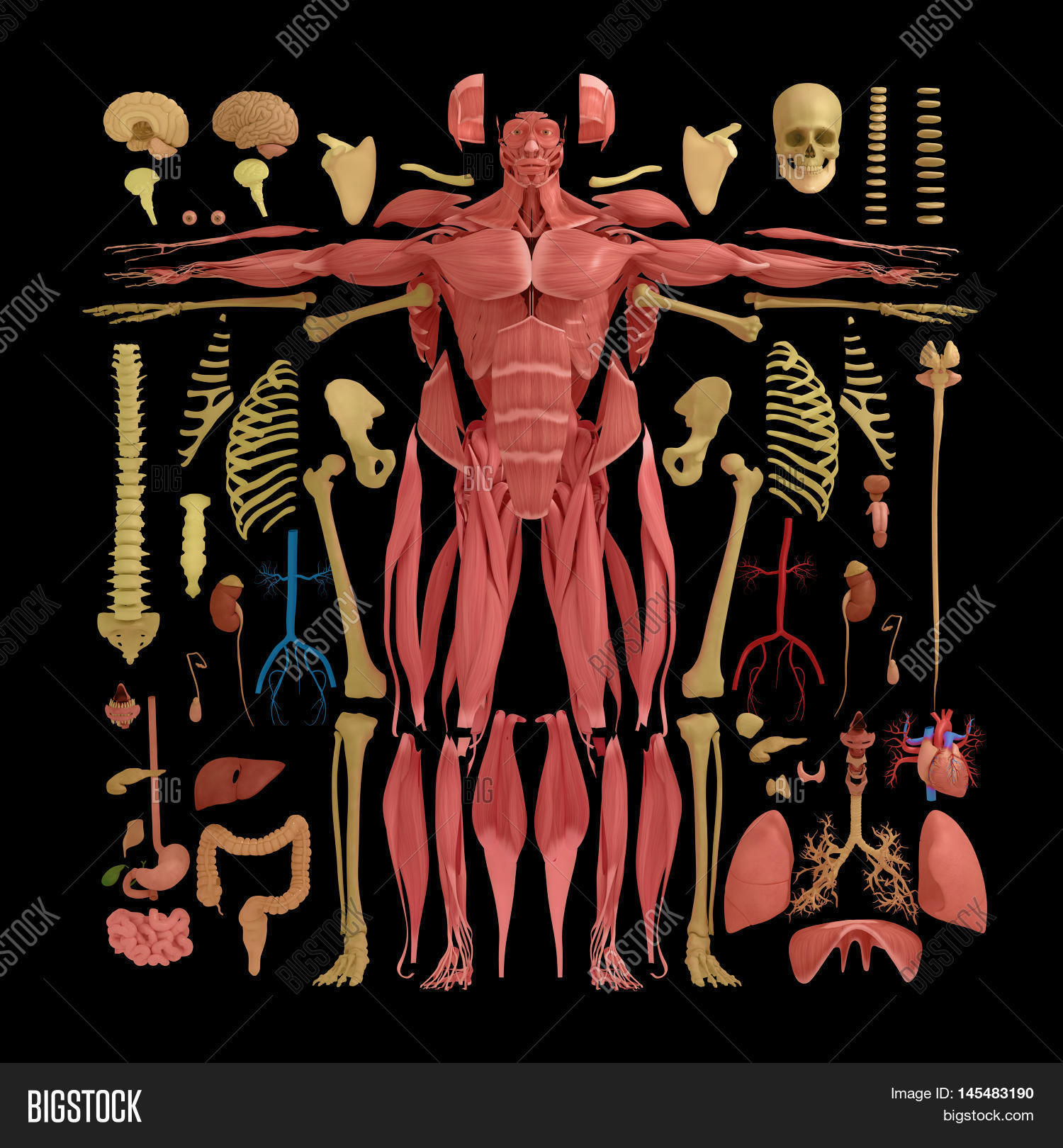 Human Anatomy Flat Lay Image & Photo (Free Trial) | Bigstock