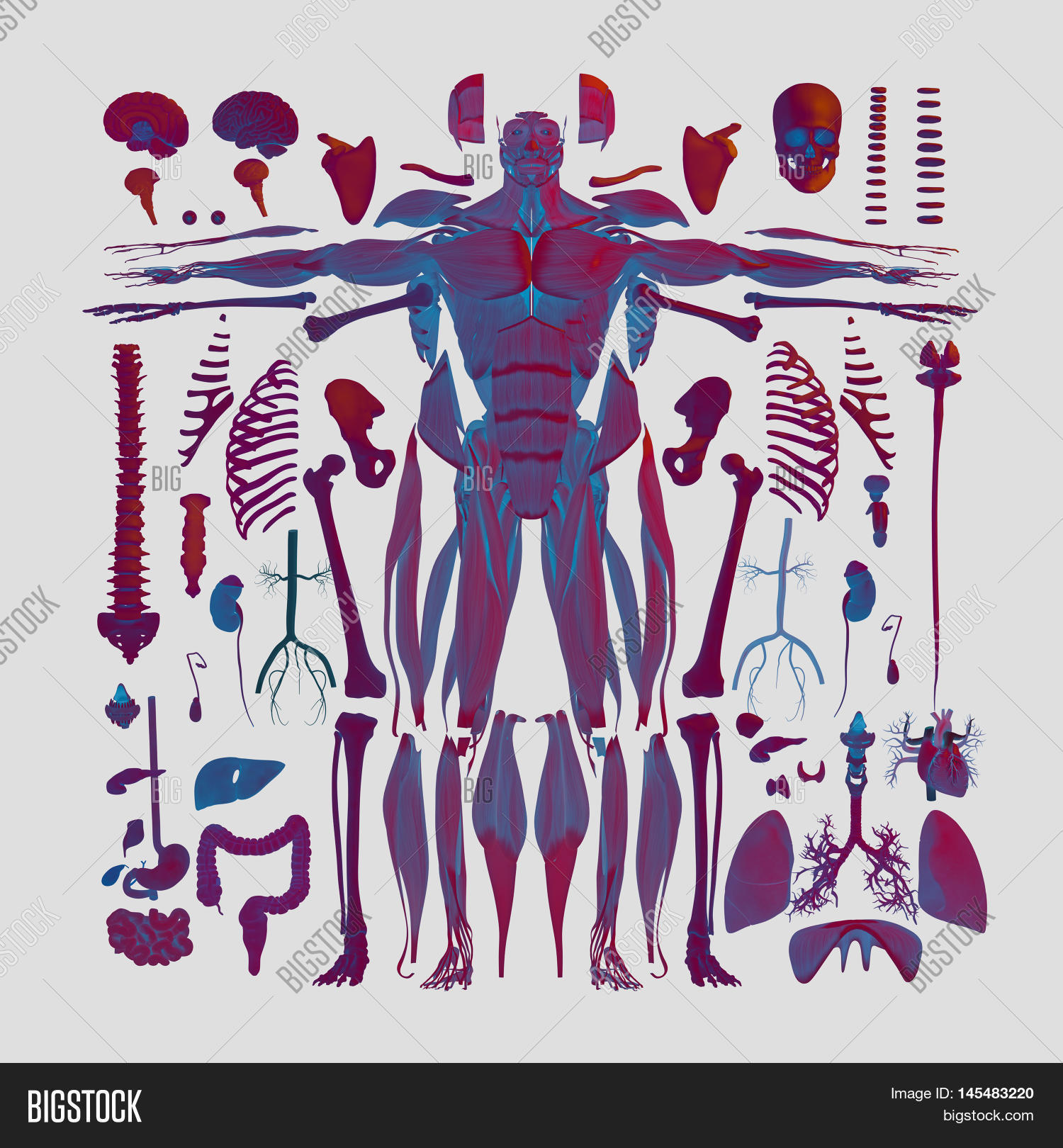 Human Anatomy Flat Lay Image & Photo (Free Trial) | Bigstock