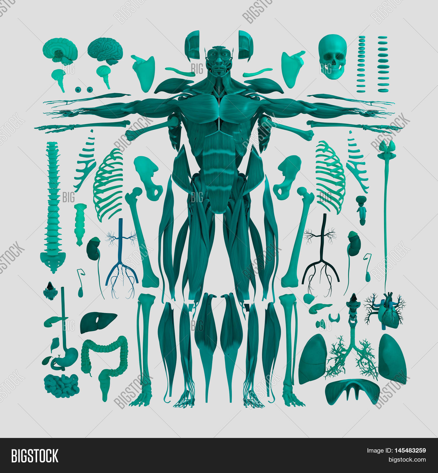 Human Anatomy Flat Lay Image & Photo (Free Trial) | Bigstock