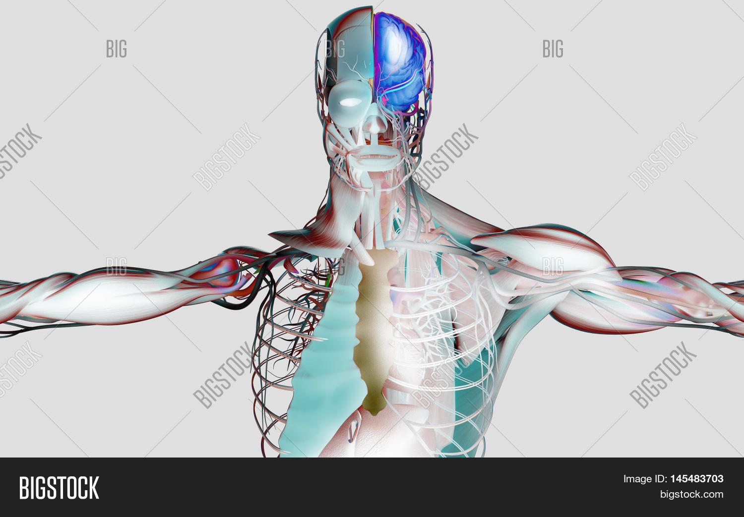 Human Anatomy Torso Image & Photo (Free Trial) | Bigstock