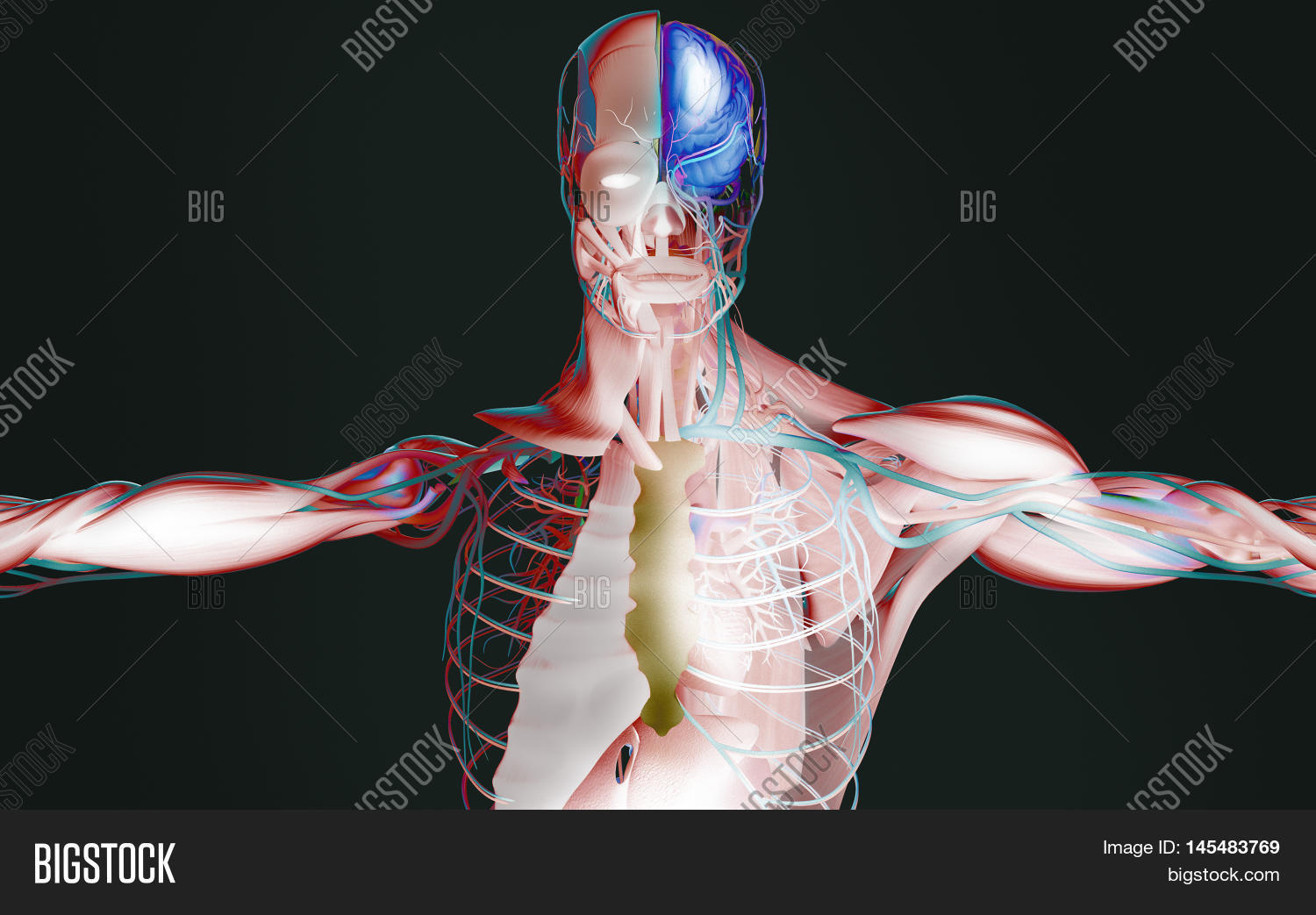 Human Anatomy Torso Image & Photo (Free Trial) | Bigstock