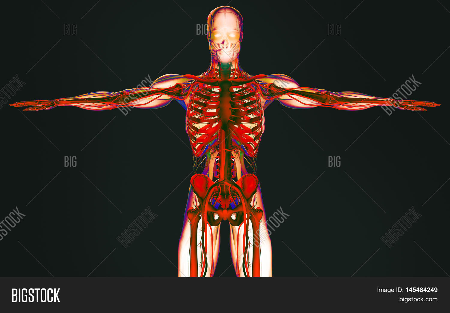 Human Anatomy Upper Image & Photo (Free Trial) | Bigstock