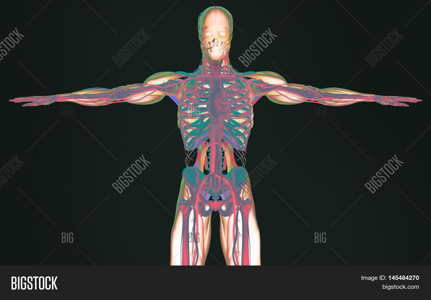 Human Anatomy Upper Image & Photo (Free Trial) | Bigstock