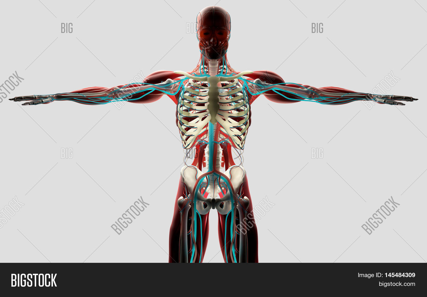 Human Anatomy Upper Image & Photo (Free Trial) | Bigstock