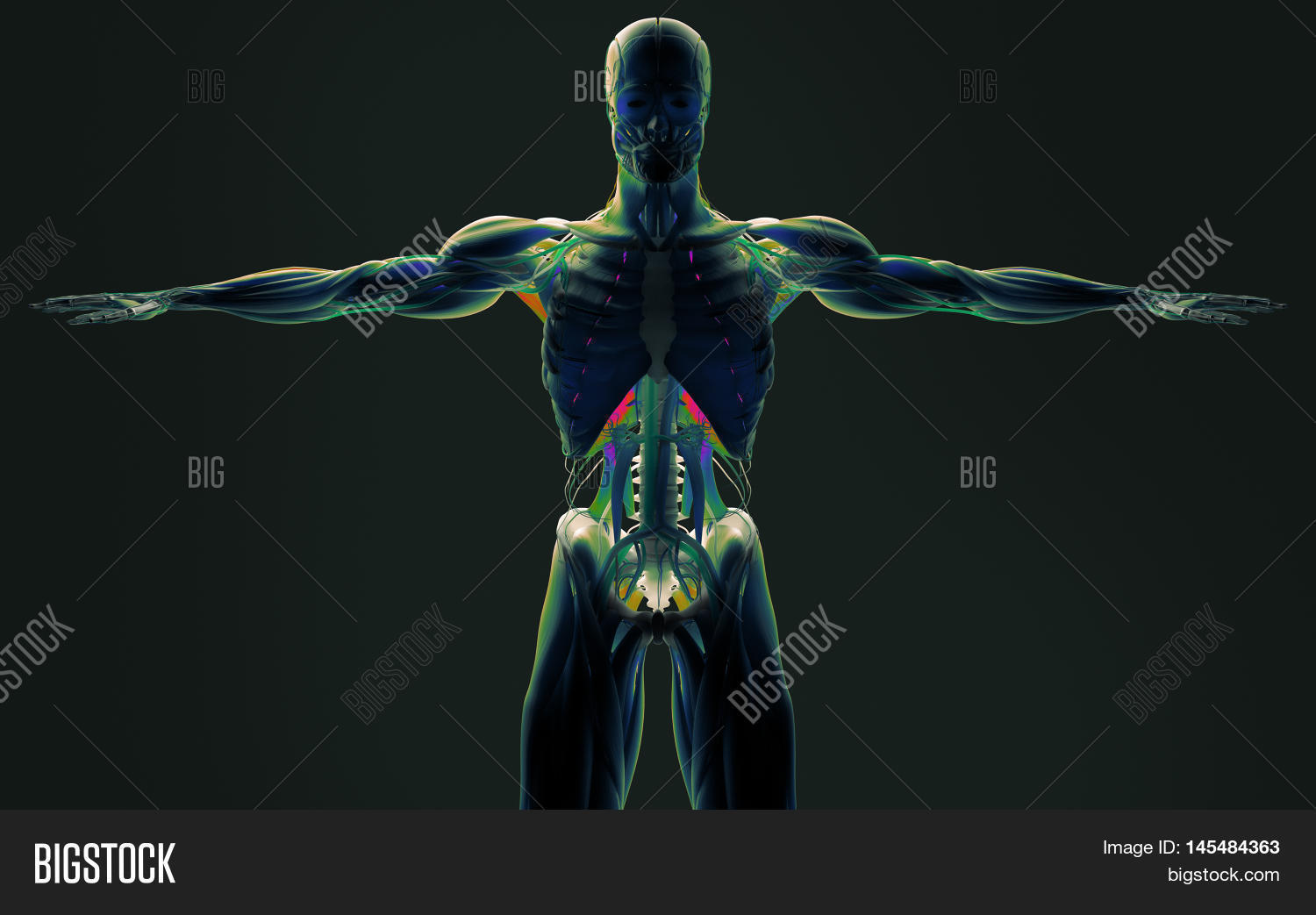 Human Anatomy Upper Image & Photo (Free Trial) | Bigstock