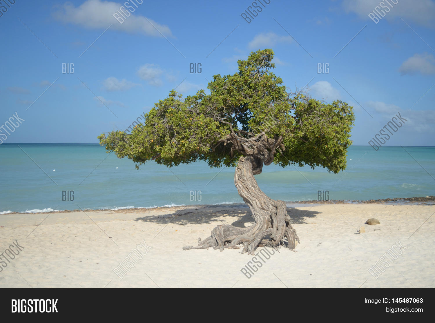 Divi-divi Tree On Image & Photo (Free Trial) | Bigstock
