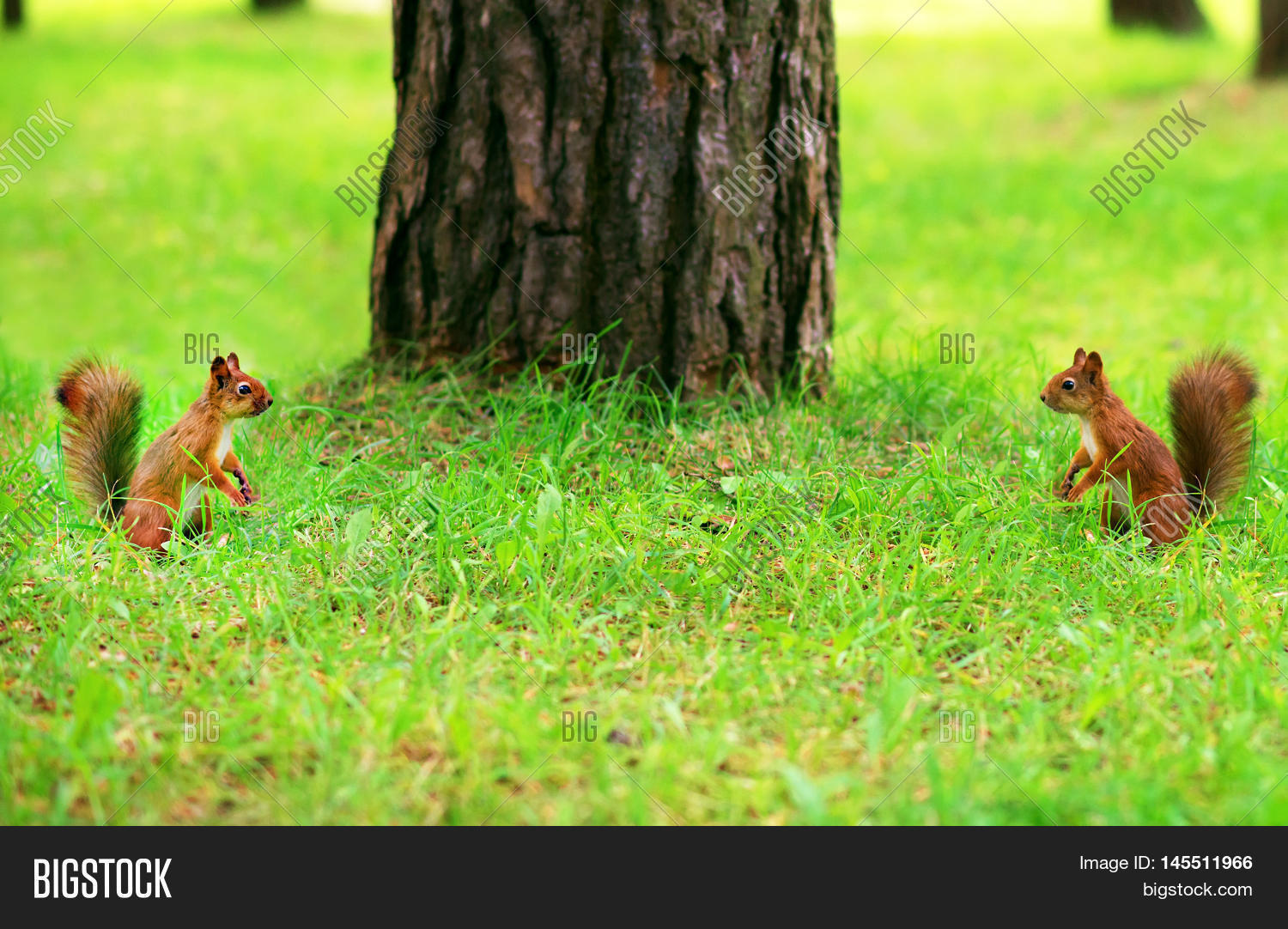 Two Red Squirrels Image & Photo (Free Trial) | Bigstock