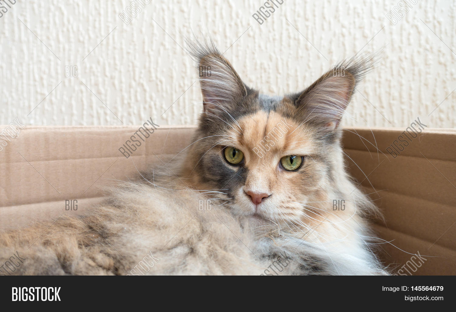 Blue Tortie Tabby Image & Photo (Free Trial) | Bigstock
