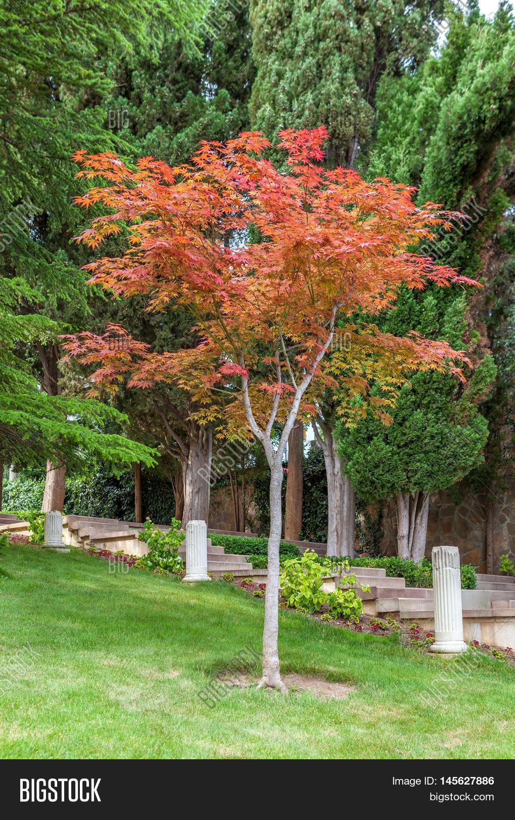 Spring Beautiful Maple Image & Photo (Free Trial) | Bigstock