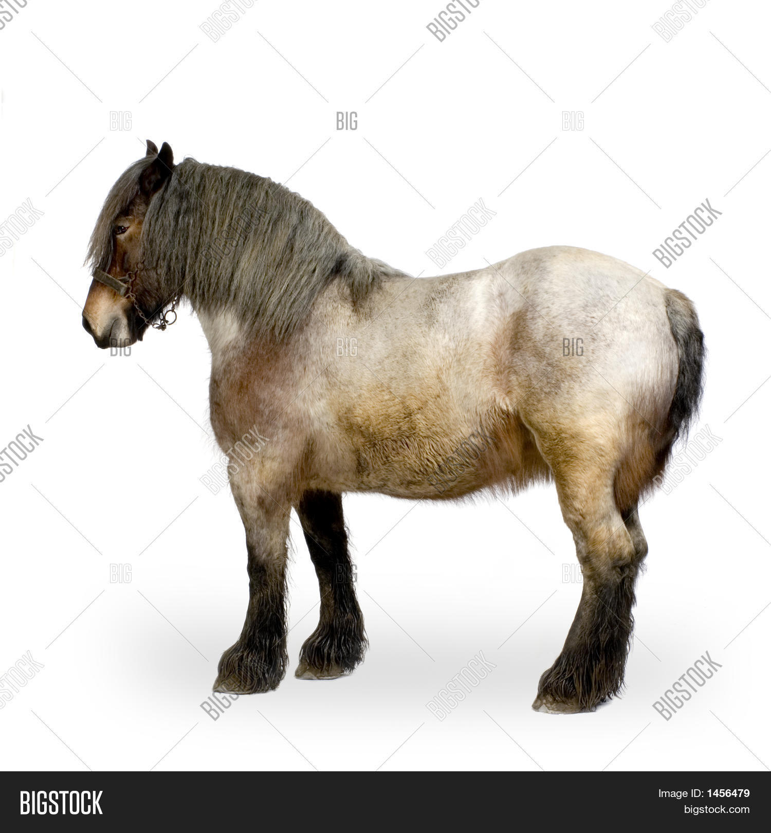 Carthorse Image & Photo (Free Trial) | Bigstock