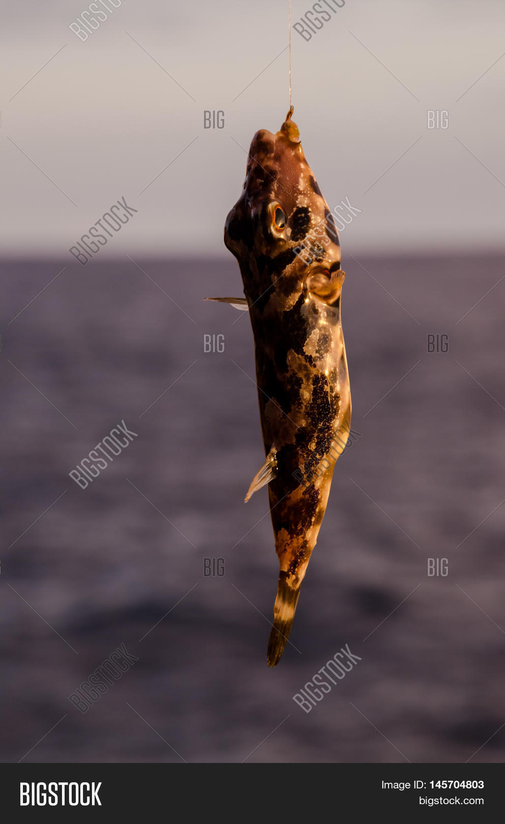 One Sea Fish Hooked Image & Photo (Free Trial) | Bigstock