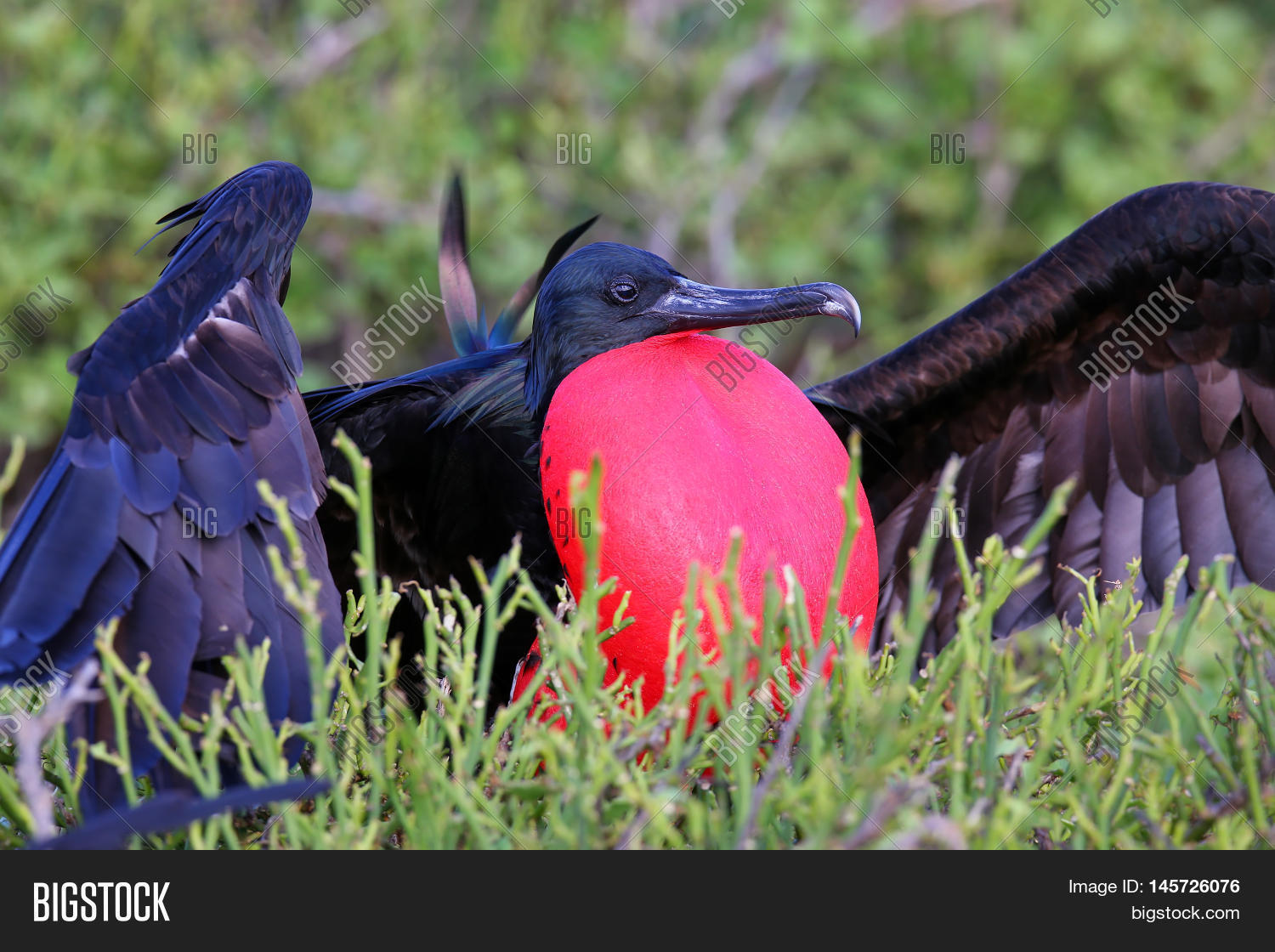 Male Great Frigatebird Image & Photo (Free Trial) | Bigstock