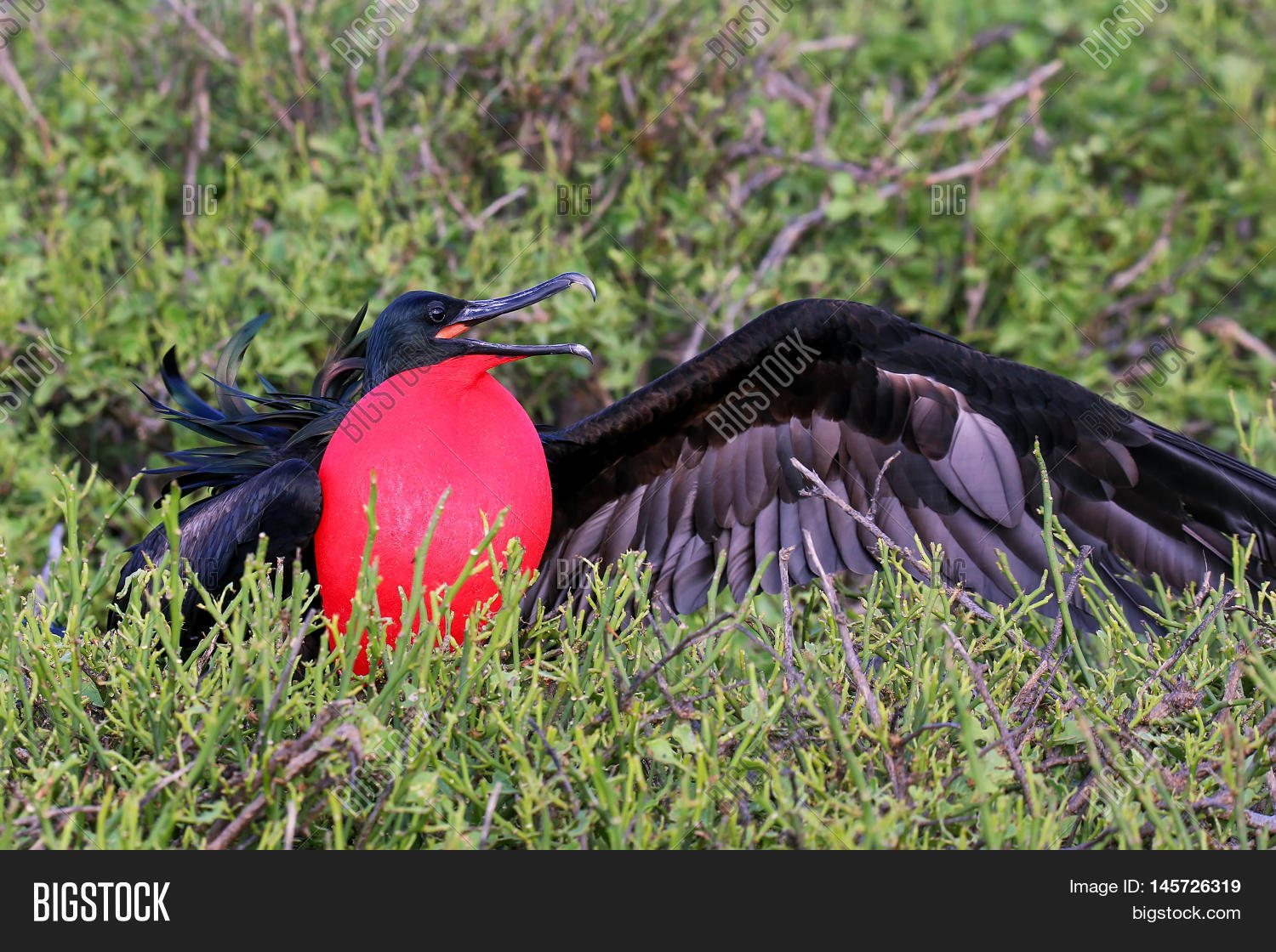 Male Great Frigatebird Image & Photo (Free Trial) | Bigstock