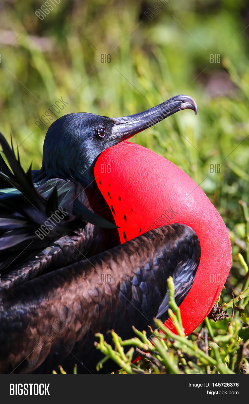 Male Great Frigatebird Image & Photo (Free Trial) | Bigstock