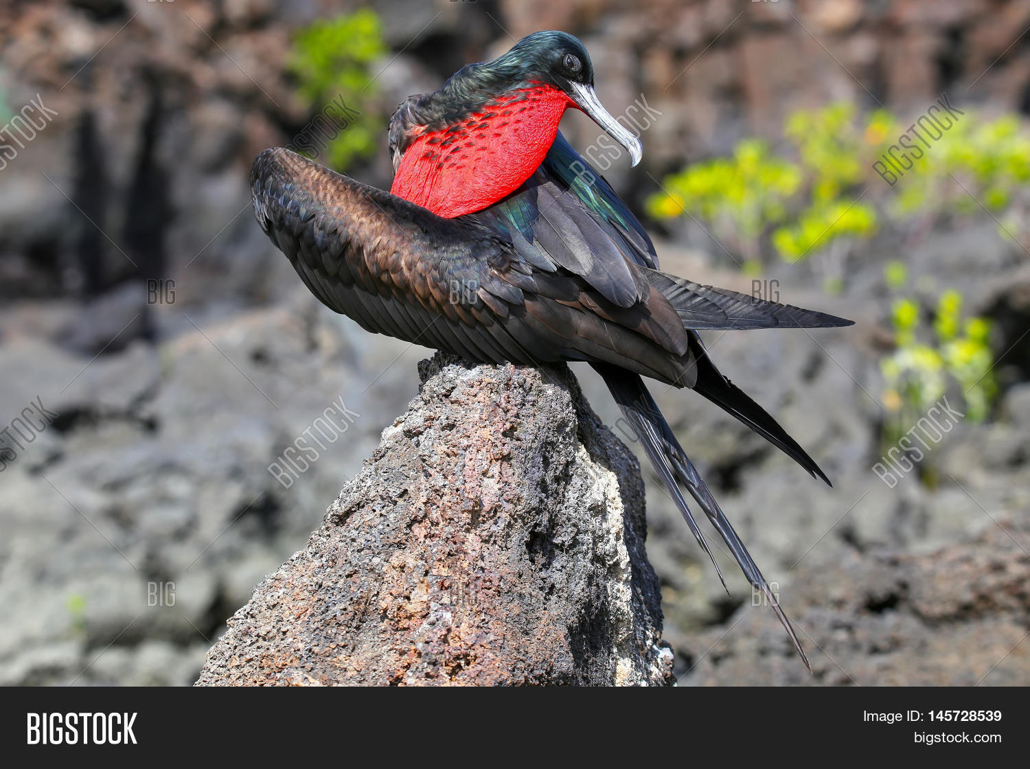 Male Great Frigatebird Image & Photo (Free Trial) | Bigstock