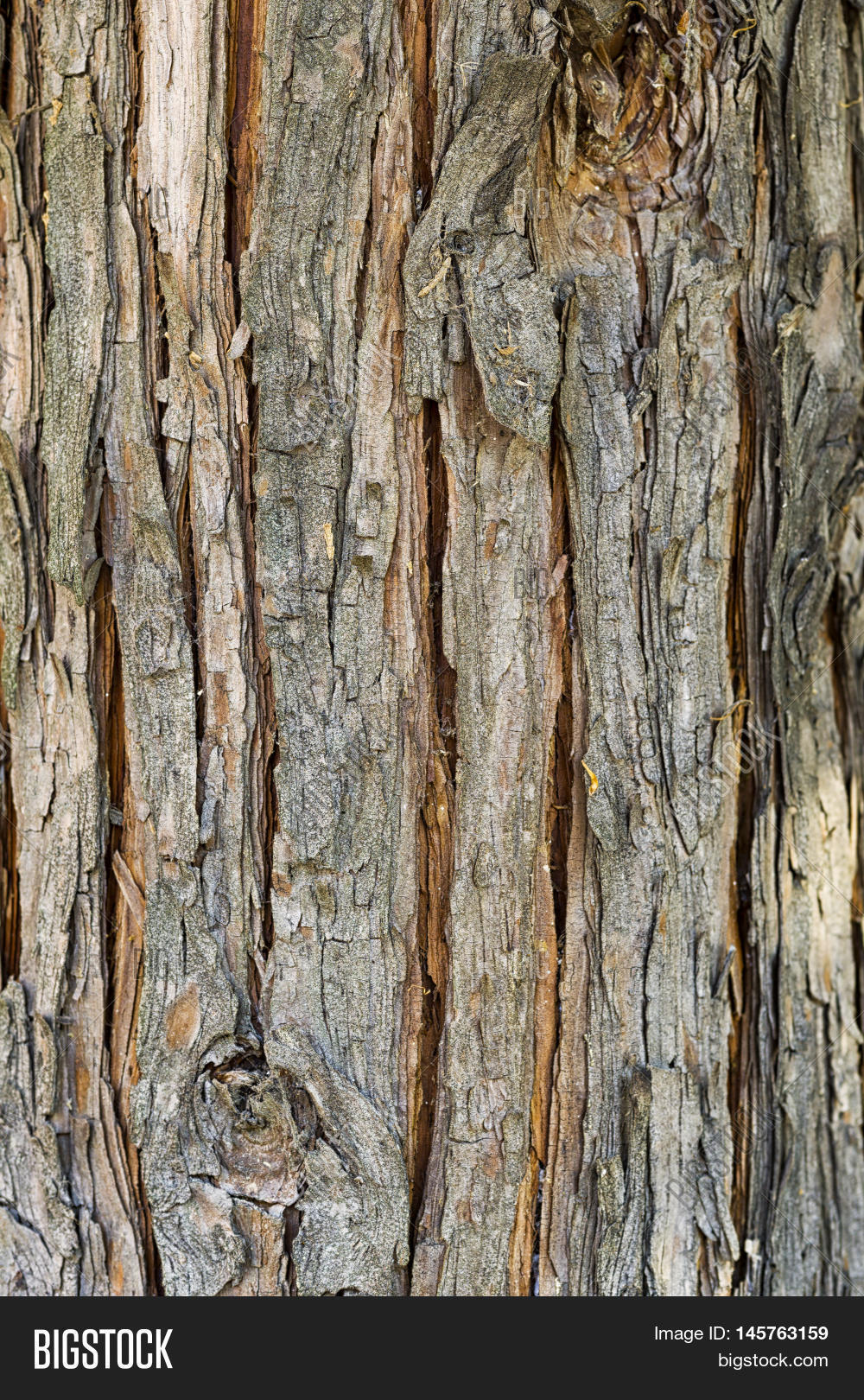 Cortex Tree Old Rural Image & Photo (Free Trial) | Bigstock