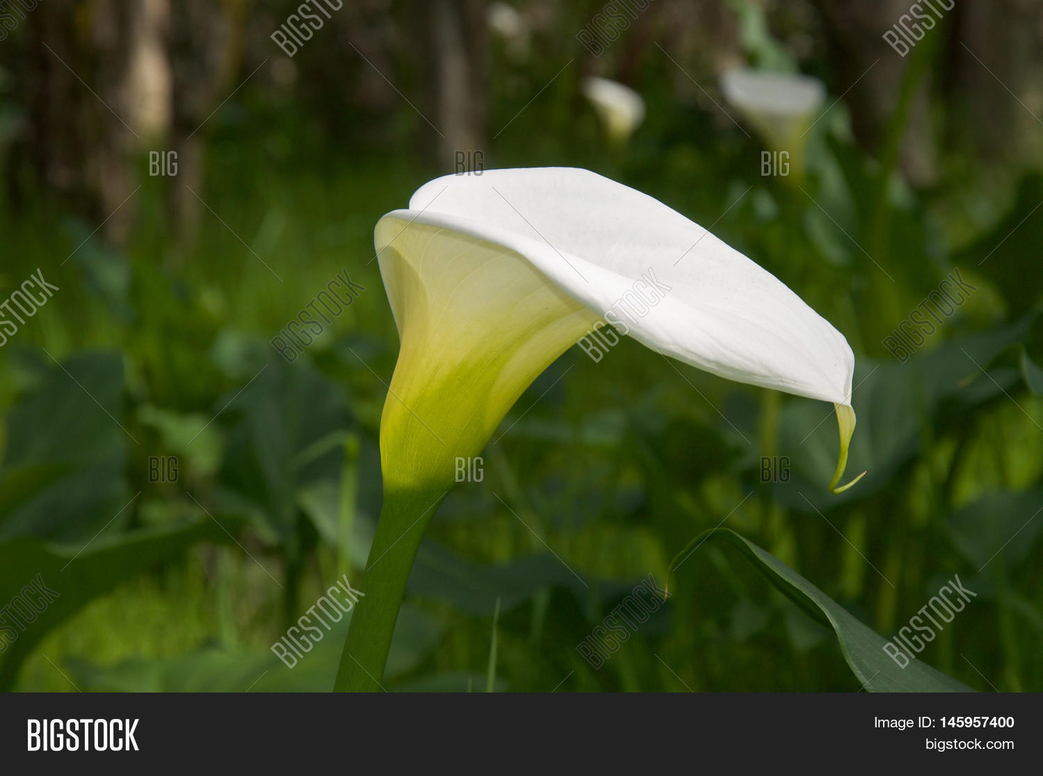 Delicate White Calla Image & Photo (Free Trial) | Bigstock