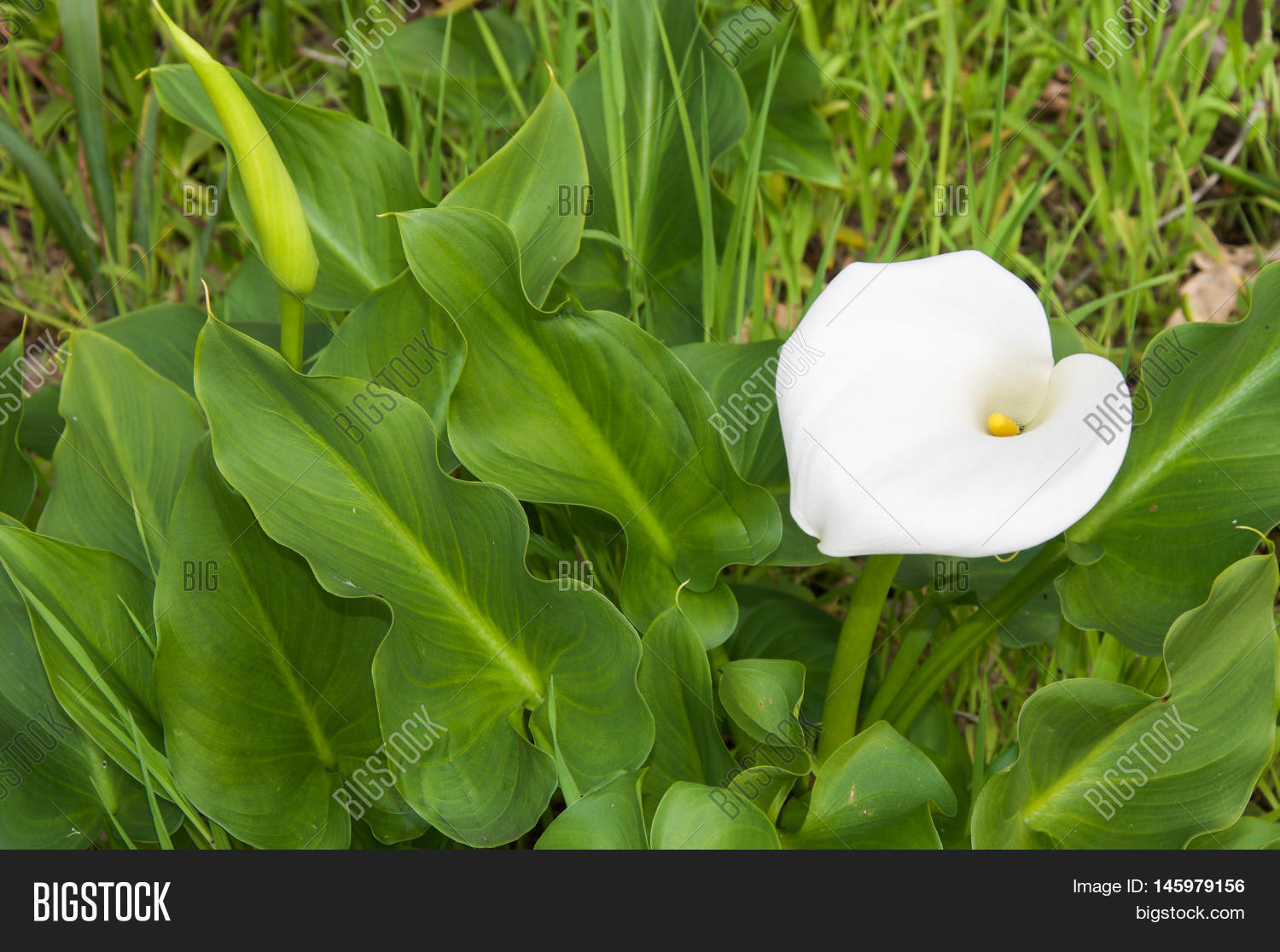 Heart-shaped Calla Image & Photo (Free Trial) | Bigstock