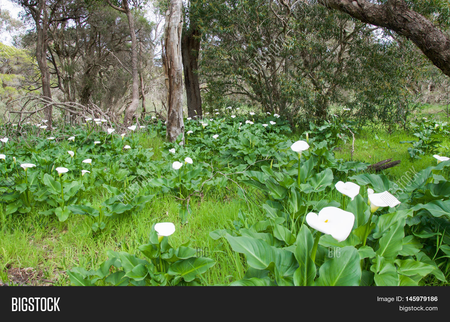 Wild Calla Lilies Image & Photo (Free Trial) | Bigstock