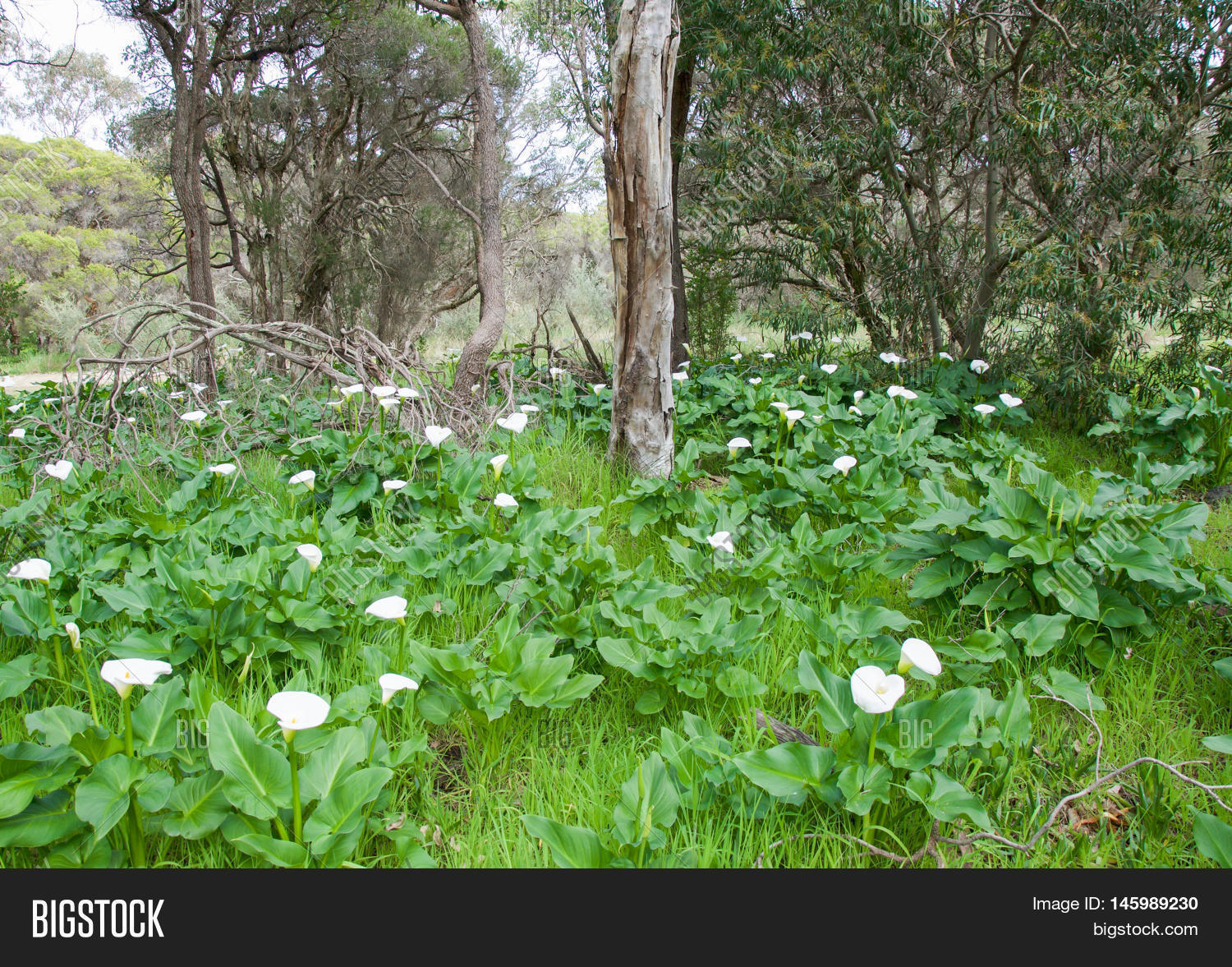 Wild Calla Lilies Image & Photo (Free Trial) | Bigstock