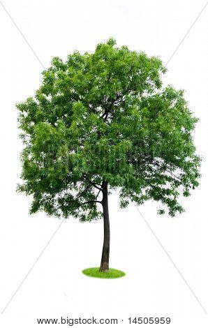 Beautiful Green Tree Image & Photo (Free Trial) | Bigstock
