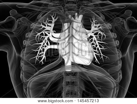 Human Heart Rib Cage, Image & Photo (Free Trial) | Bigstock