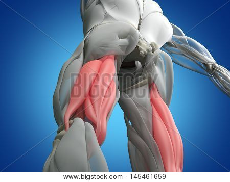 Hamstring Muscle Group Image & Photo (Free Trial) | Bigstock