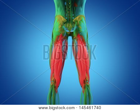 Hamstring Muscle Anatomy Images, Illustrations & Vectors (Free) - Bigstock