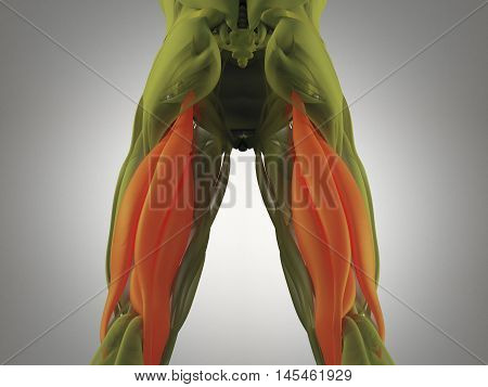 Hamstring Muscle Group Image & Photo (Free Trial) | Bigstock