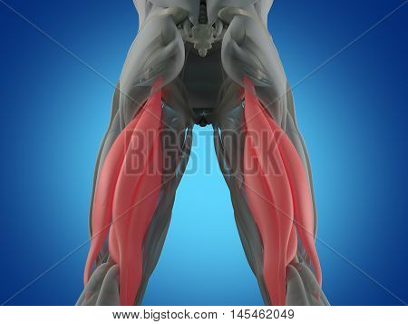 Hamstring Muscle Anatomy Images, Illustrations & Vectors (Free) - Bigstock