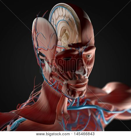 Human Anatomy, Inside Image & Photo (Free Trial) | Bigstock