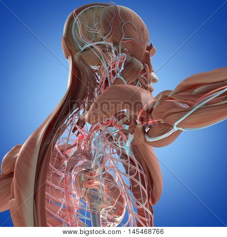 Human Anatomy. 3D Image & Photo (Free Trial) | Bigstock