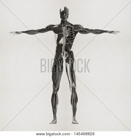 Human Anatomy Full Image & Photo (Free Trial) | Bigstock