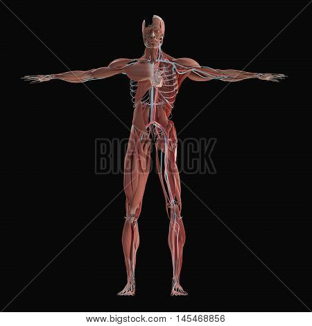 Human Anatomy Full Image & Photo (Free Trial) | Bigstock