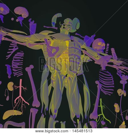 Human Anatomy Exploded Image & Photo (Free Trial) | Bigstock