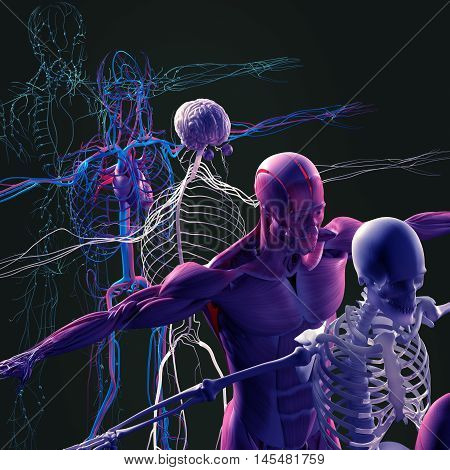 Human Anatomy Exploded Image & Photo (Free Trial) | Bigstock