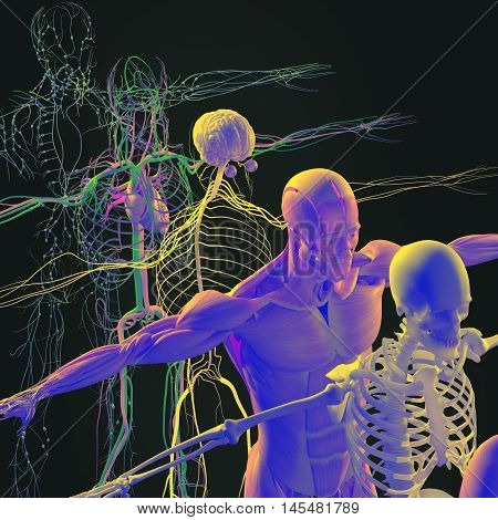 Human Anatomy Exploded Image & Photo (Free Trial) | Bigstock