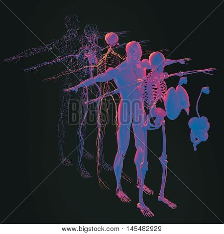Human Anatomy Exploded Image & Photo (Free Trial) | Bigstock
