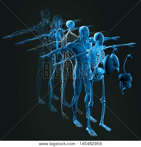 Human Anatomy Exploded Image & Photo (Free Trial) | Bigstock