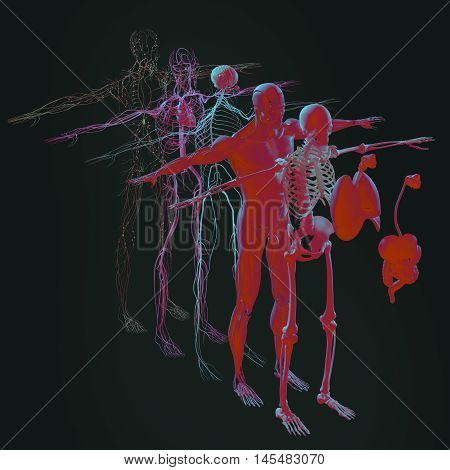 Human Anatomy Exploded Image & Photo (Free Trial) | Bigstock