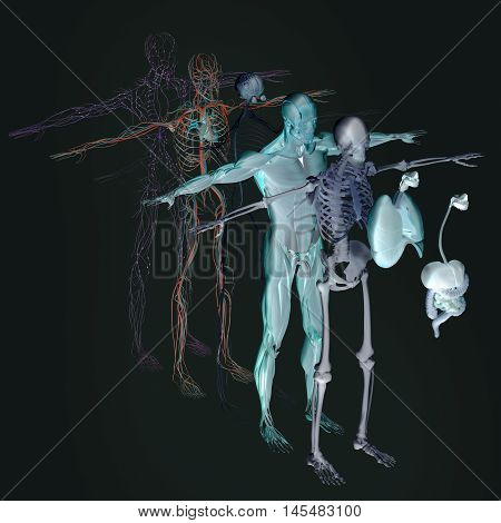 Human Anatomy Exploded Image & Photo (Free Trial) | Bigstock