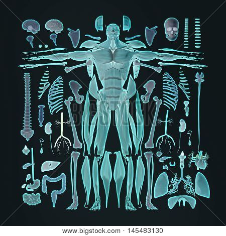 Human Anatomy Flat Lay Image & Photo (Free Trial) | Bigstock