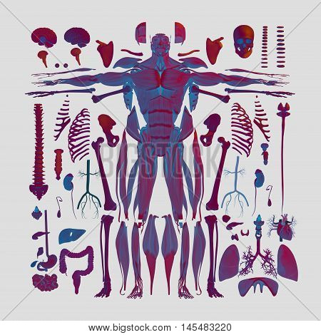 Human Anatomy Flat Lay Image & Photo (Free Trial) | Bigstock