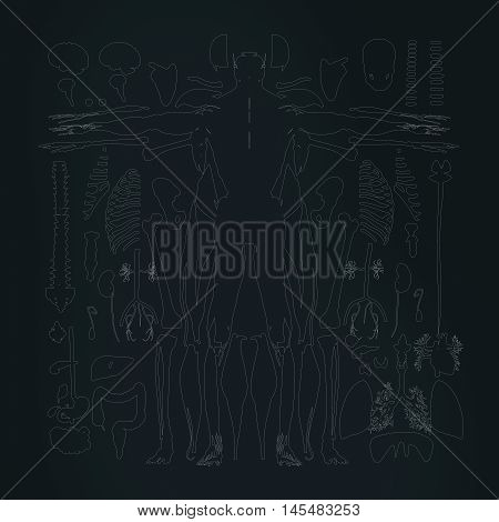 Human Anatomy Flat Lay Image & Photo (Free Trial) | Bigstock
