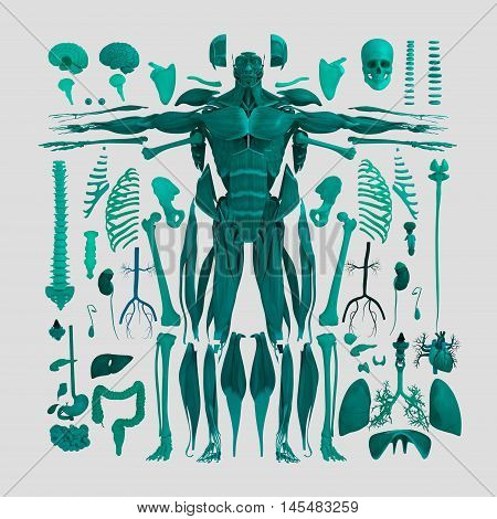 Human Anatomy Flat Lay Image & Photo (Free Trial) | Bigstock