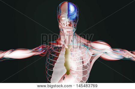 Human Anatomy Torso Image & Photo (Free Trial) | Bigstock