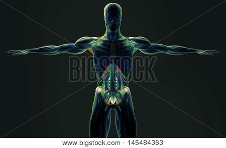 Human Anatomy Upper Image & Photo (Free Trial) | Bigstock