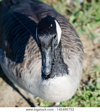 Close- Canadian Goose Image & Photo (Free Trial) | Bigstock